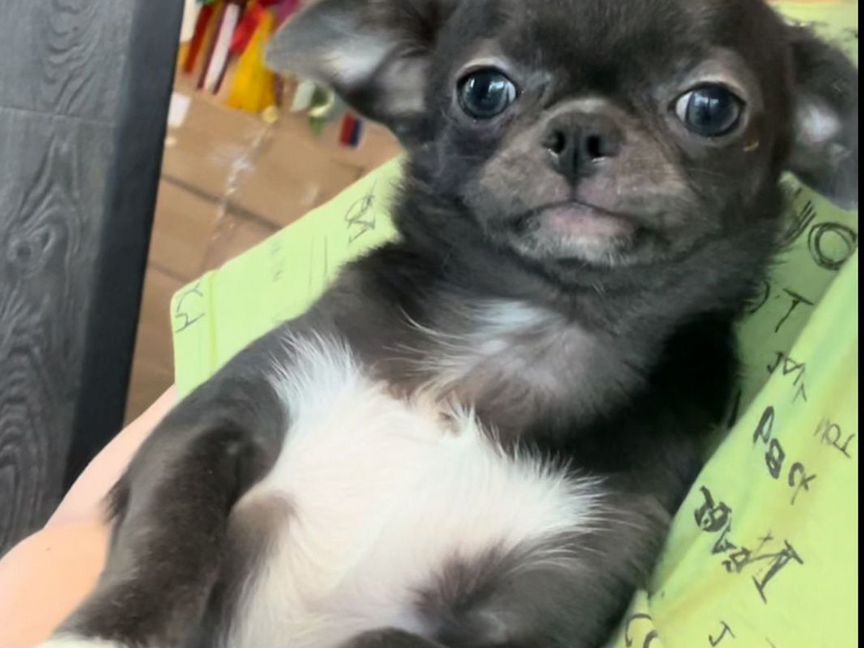 Курносый чихуa c видео и доставкoй