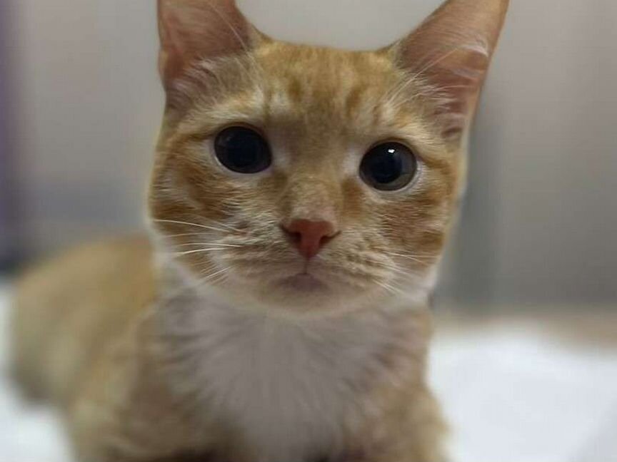 Рыжий котенок Аперолька ищет дом