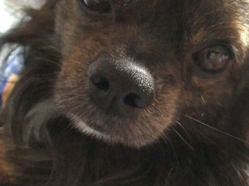 Маленькая собака чихуахуа