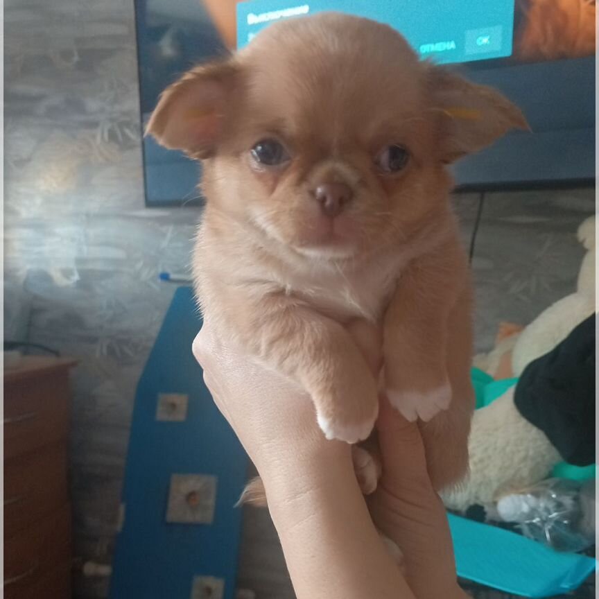 Чихуахуа, щенок