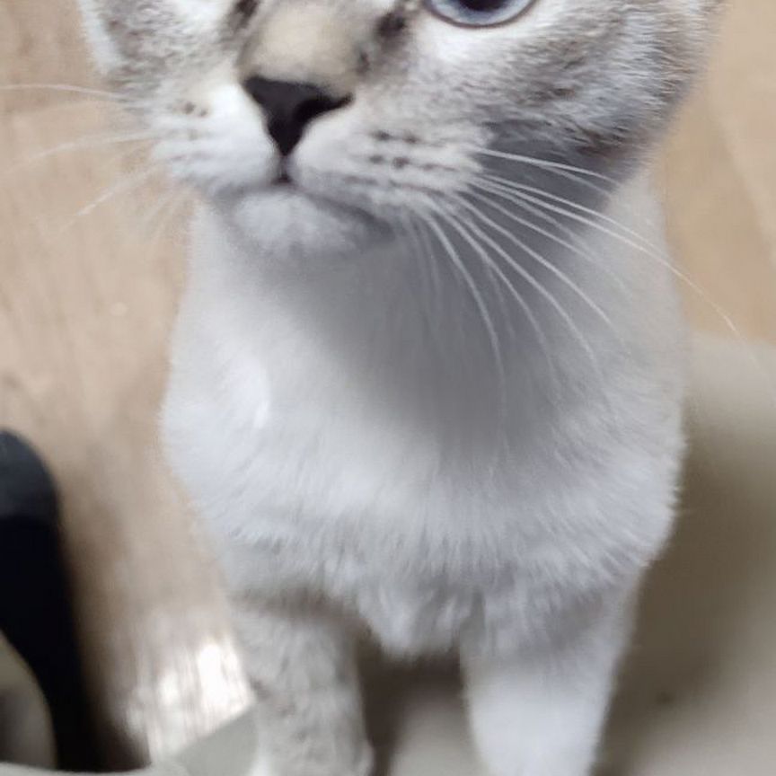 Домашние животные котята