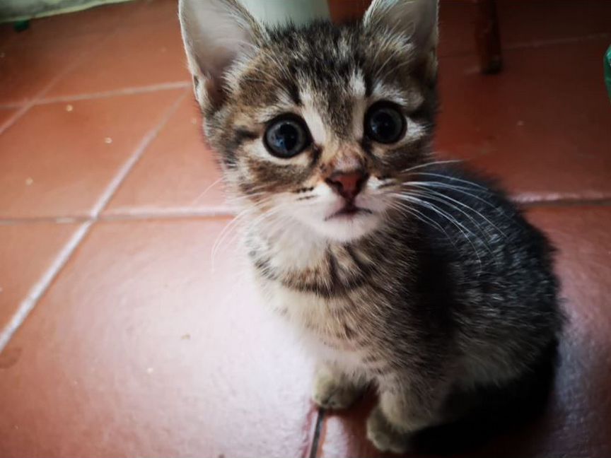 Отдам бесплатно котенка 6 недель