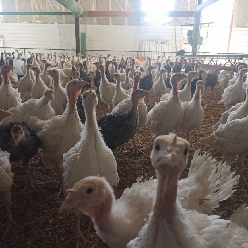 Индюки подрощеные