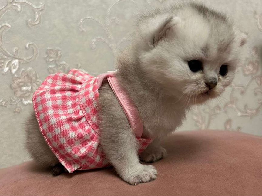 Британская шиншилла