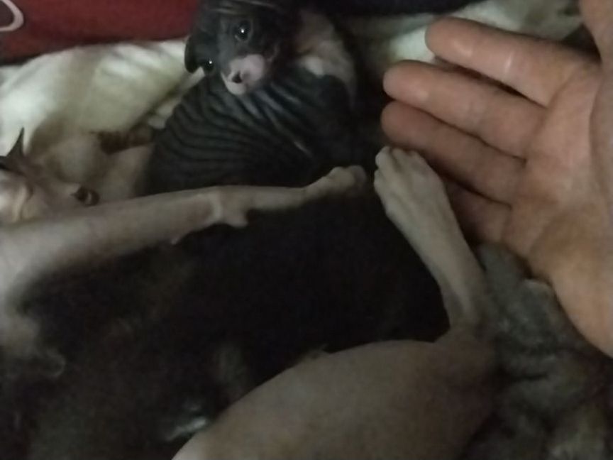 Котята донского сфинкса