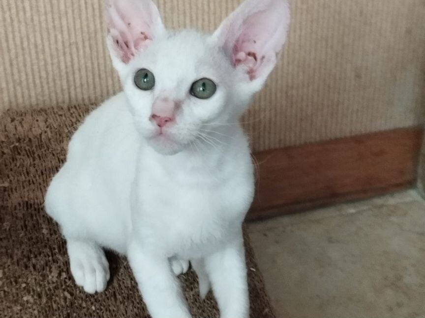 Кошка