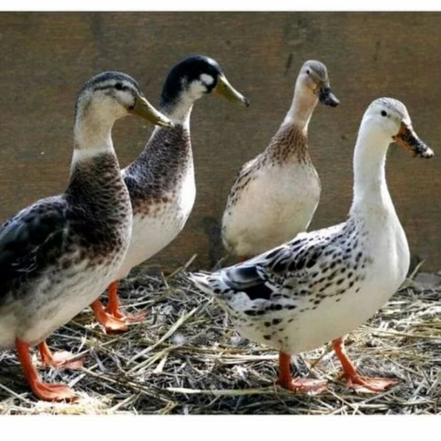 Утки сильвер