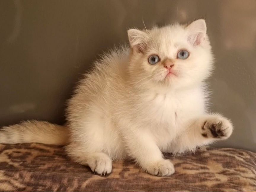 Мальчик золотой колорпойнт