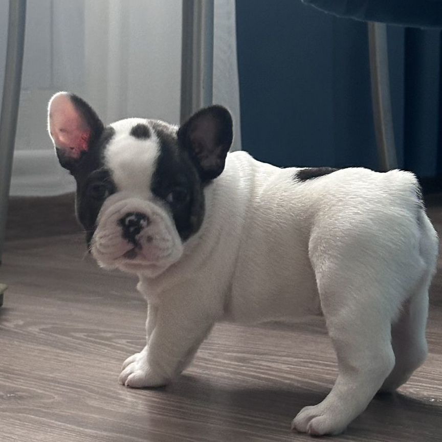 Французский бульдог, щенок