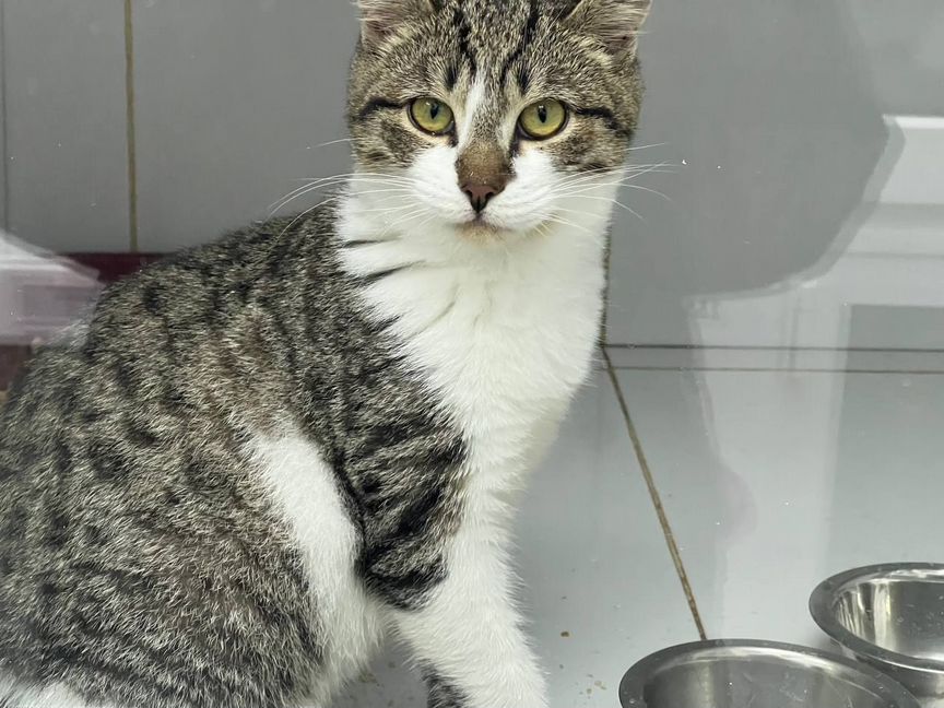 Котик в добрые руки