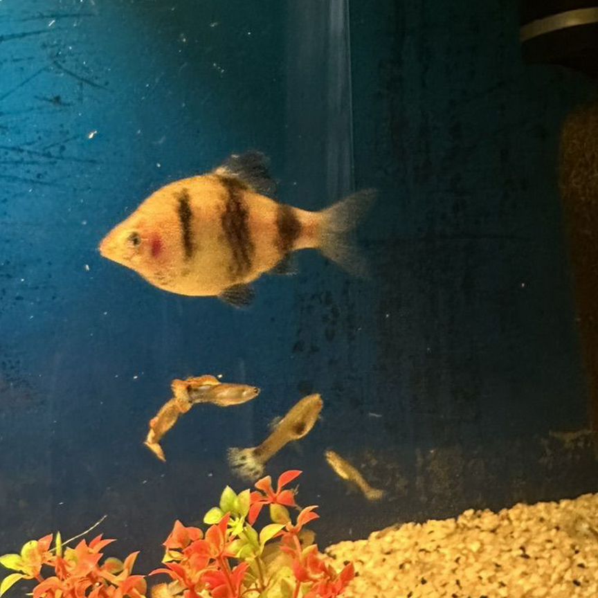 Отдам барбуса и гуппи