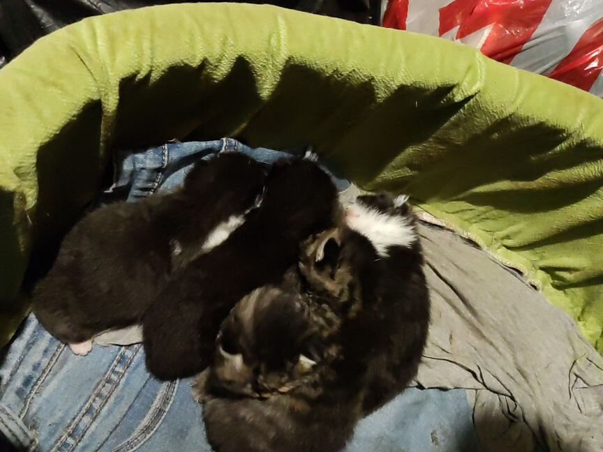Британские котята