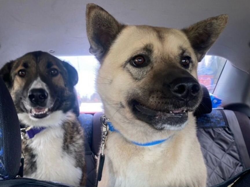 Помесь американской акиты