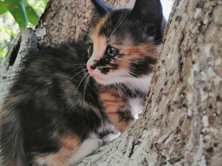 Котенок - Девочка
