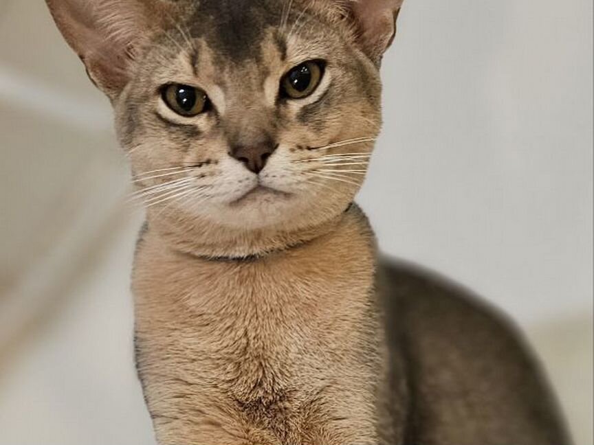 Абиссинский котик