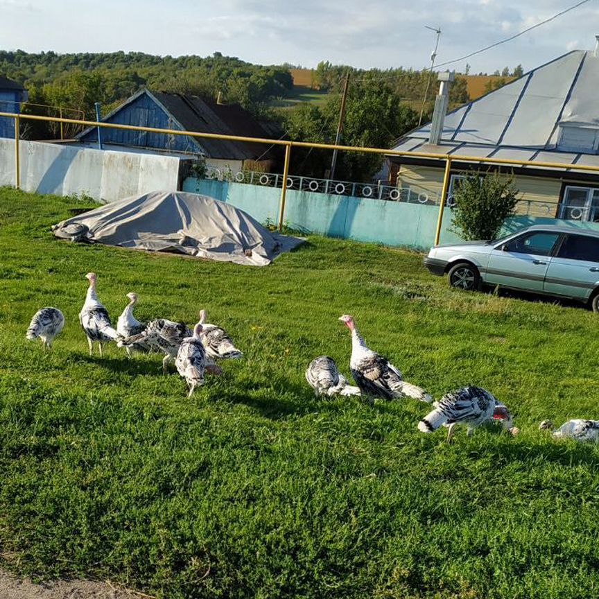Продаю индюков
