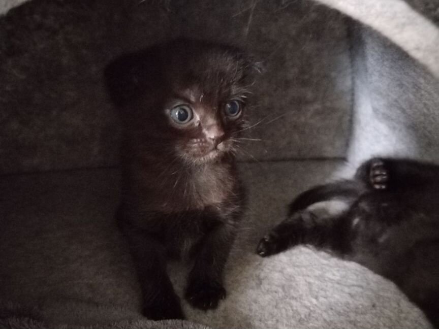 Британские котята