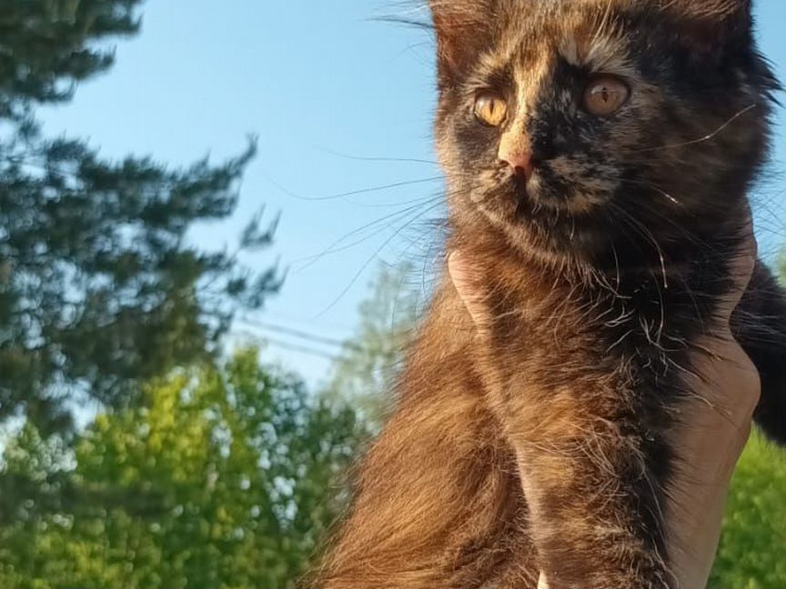 Котята мейн-кун