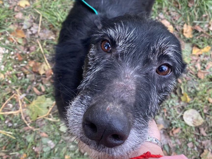 Собака в добрые руки