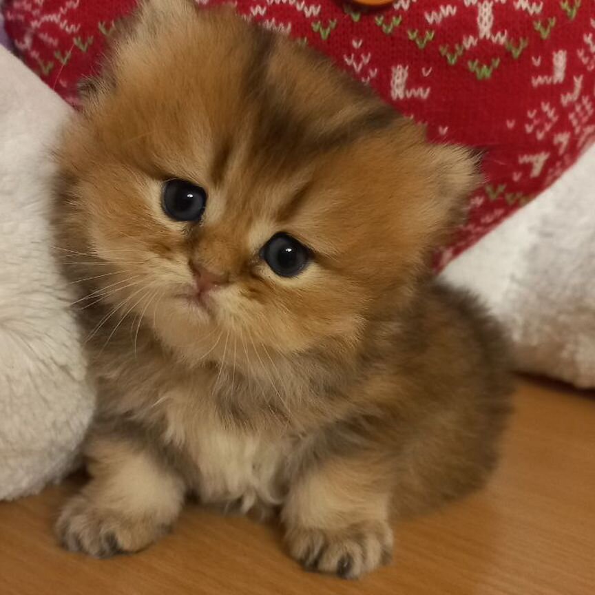 Длинношерстные британские котята