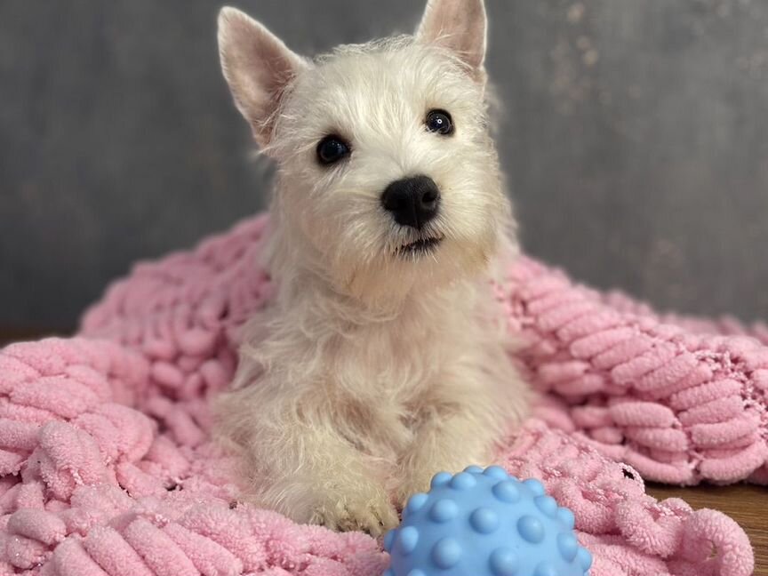 Вест хайленд вайт терьер