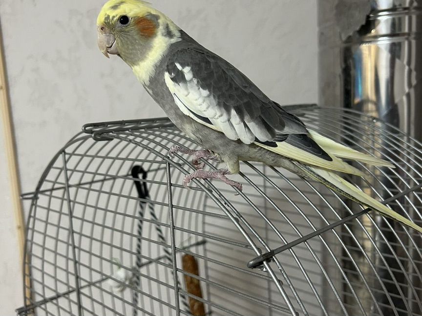 Попугай корелла ручной