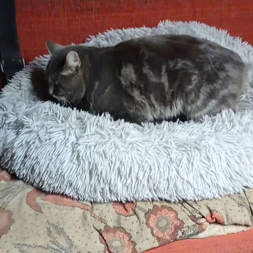 Помогите найти котика