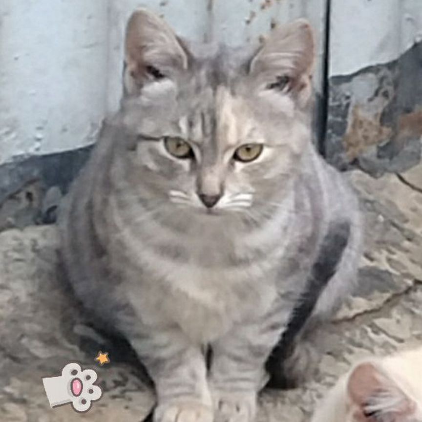 Котёнок Анфиска живёт за гаражом