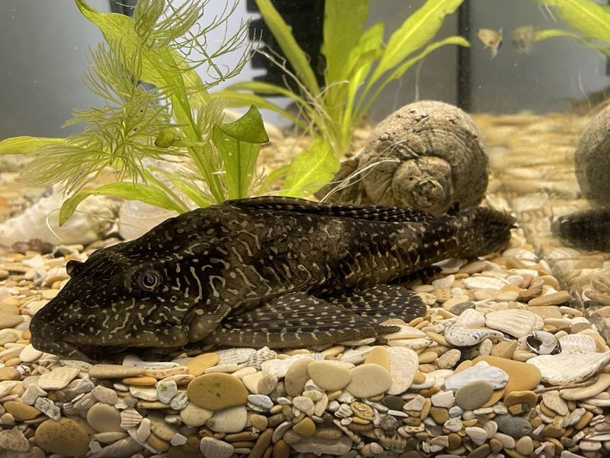 Анциструс сом 15-20 см