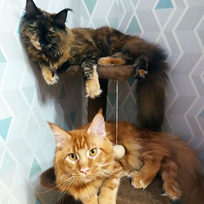 Котята мейн-кун