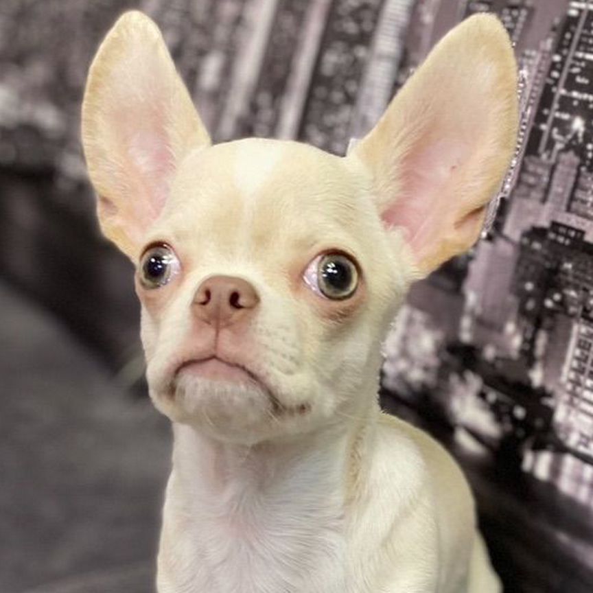 Чихуахуа, щенок