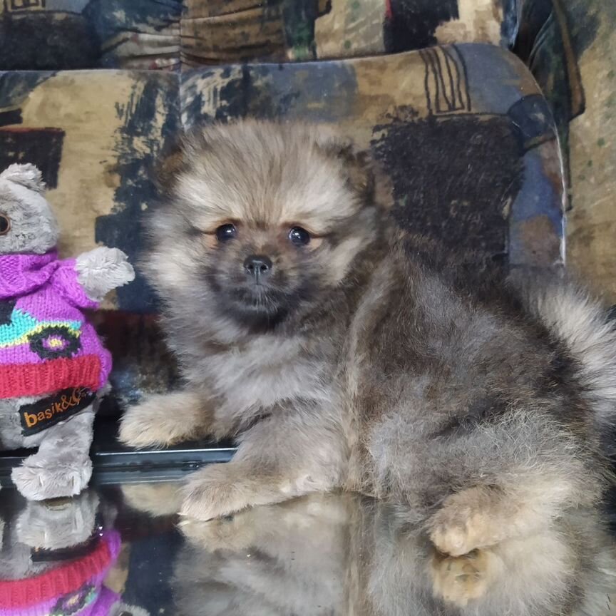 Померанский шпиц оранж