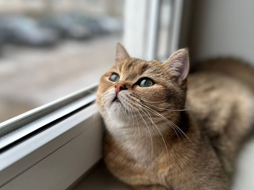 Кошка на вязку