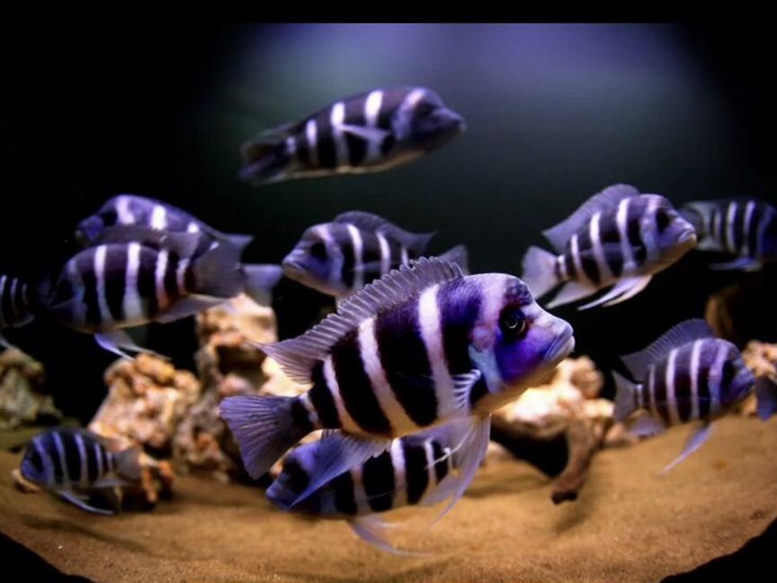 Аквариумные рыбки