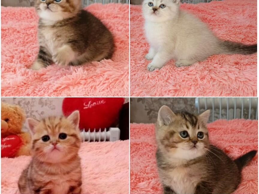 Шотландские красивые котодети