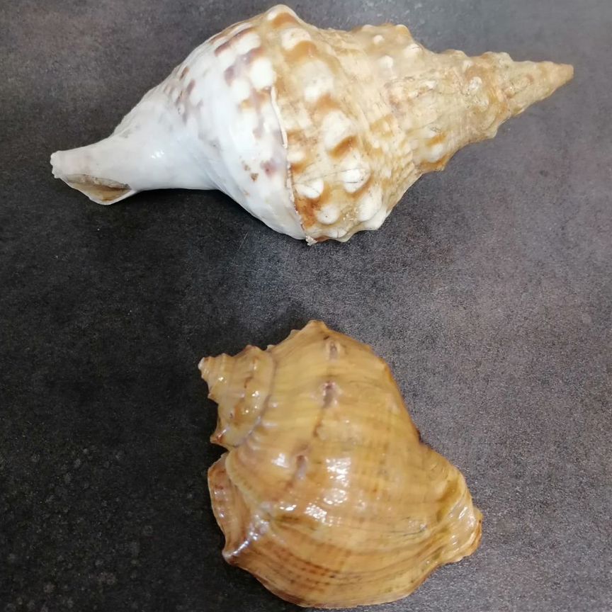 Ракушки морские