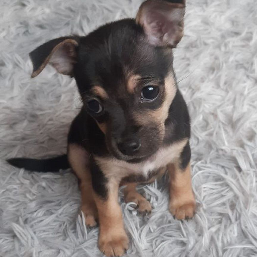 Русский той-терьер, щенок