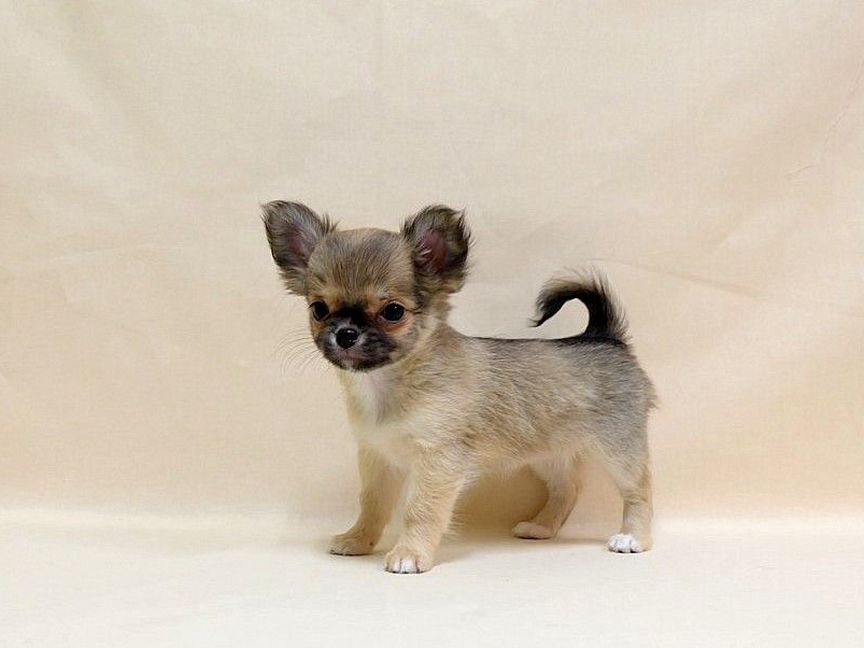 Чихуа соболиная с белым девочка