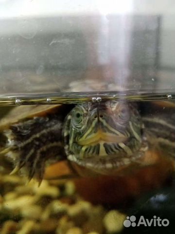 Красноухая черепаха