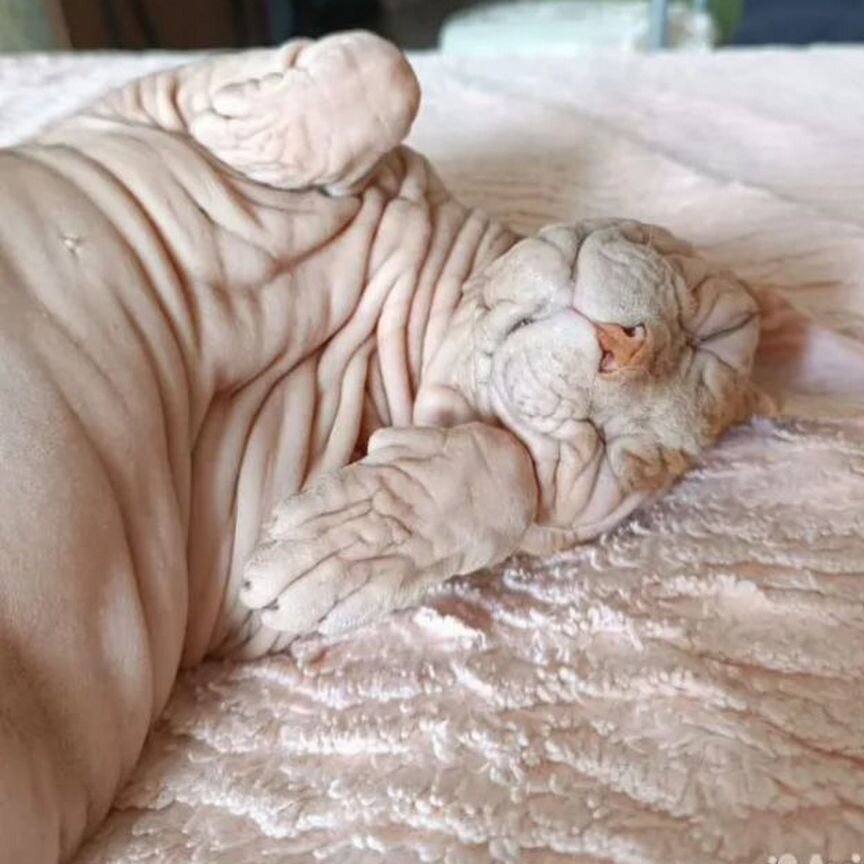 Сфинкс