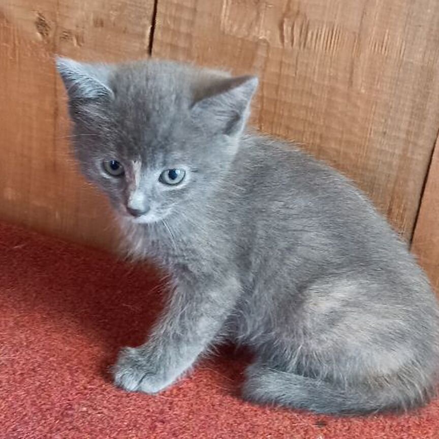 Отдам котенка