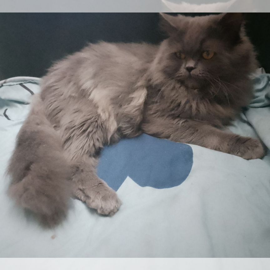 Котик на случку
