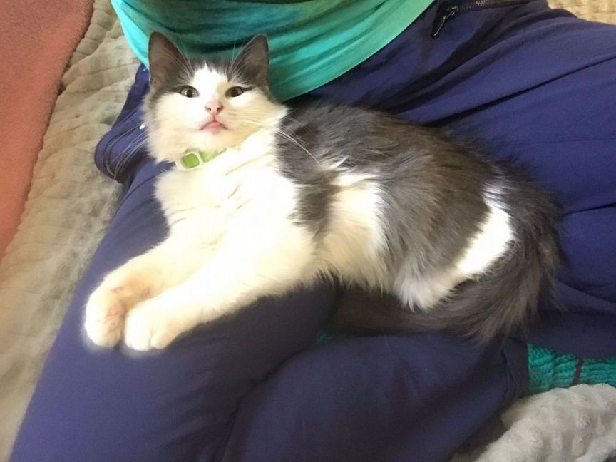 Обнимательно целовательный котенок