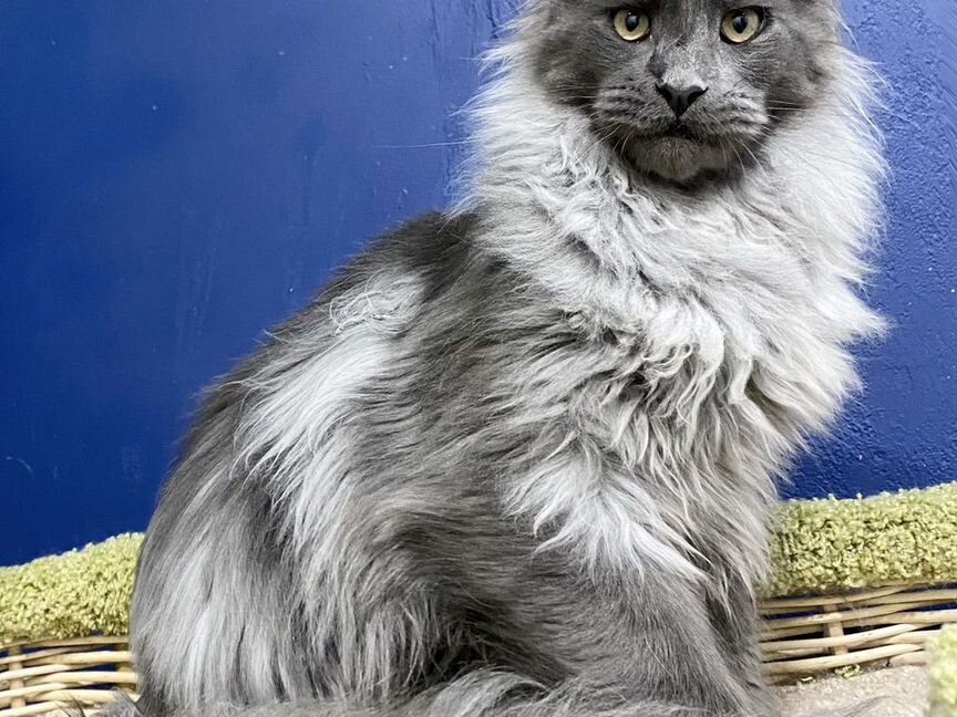 Кот мейн кун голубой дымный