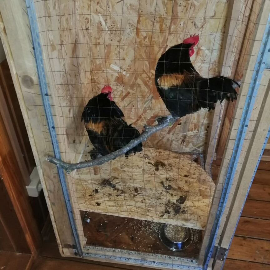 Куры петухи