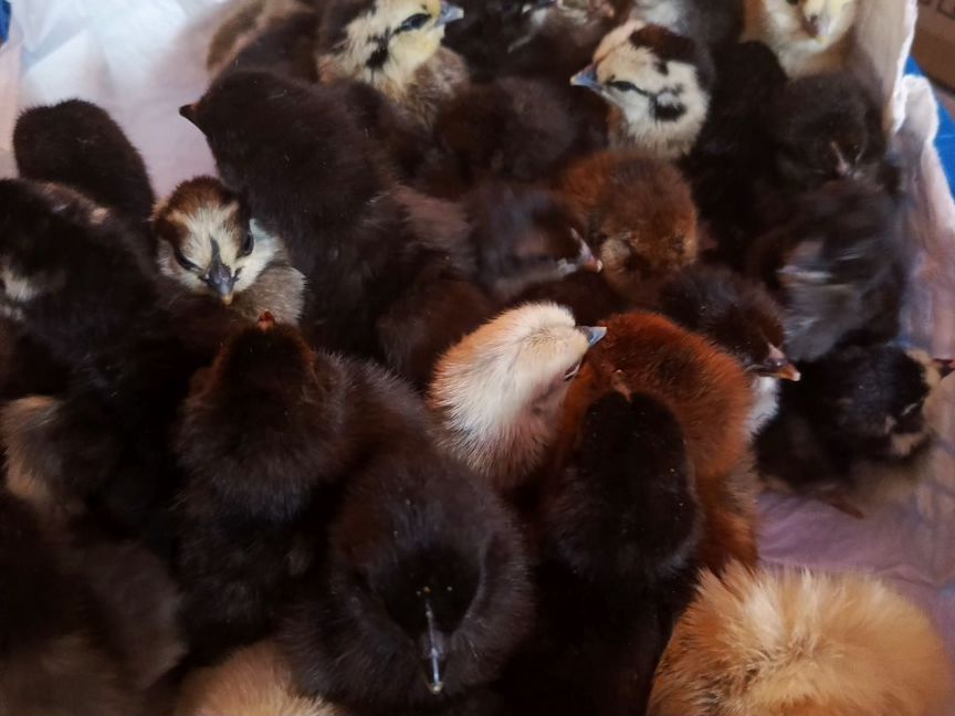 Цыплята суточные