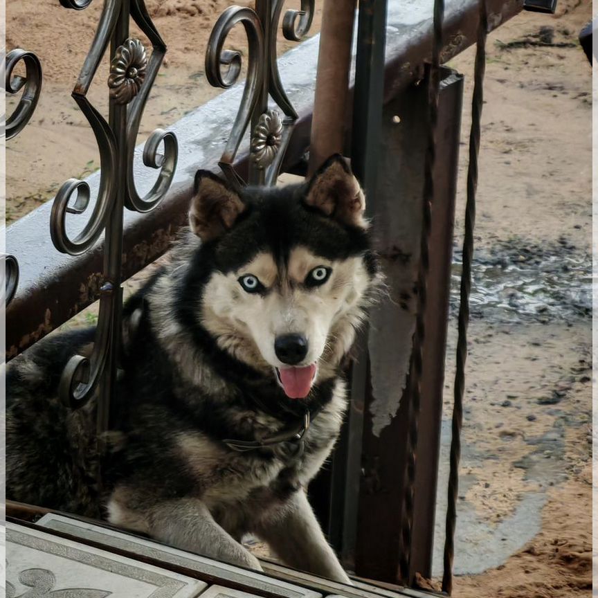 Сибирский хаски, взрослая собака