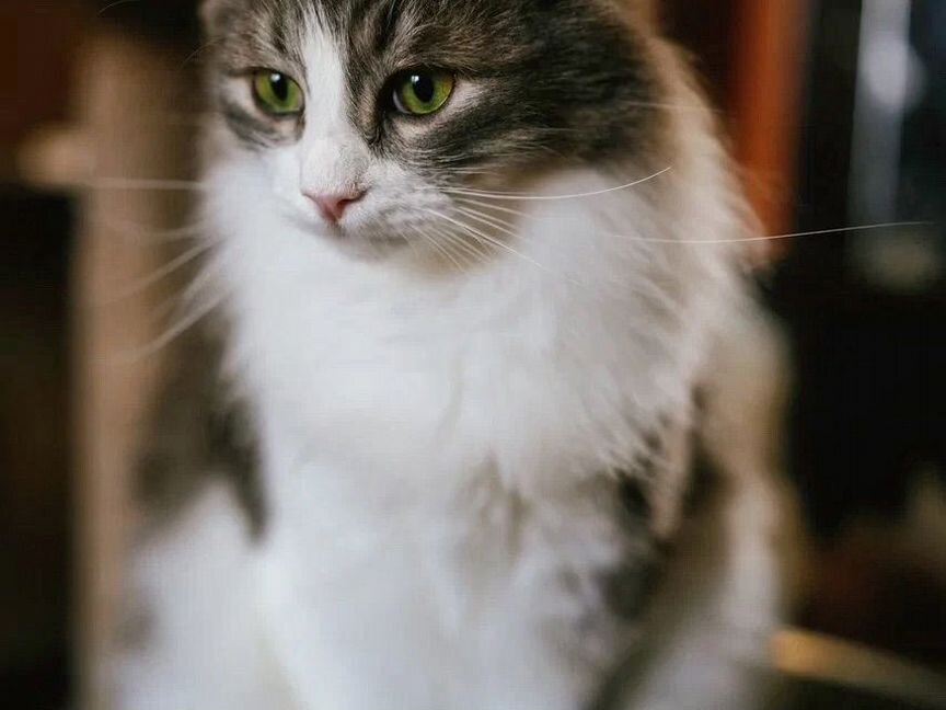 Кот мальчик пушистый (Приют Пушистики)