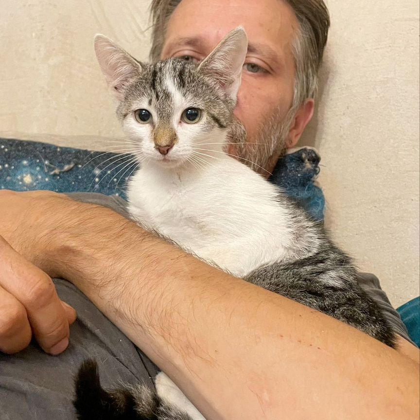 Котенок девочка Маня