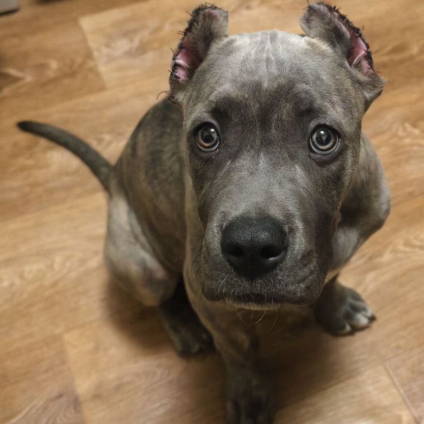 Американский стаффордширский терьер, щенок